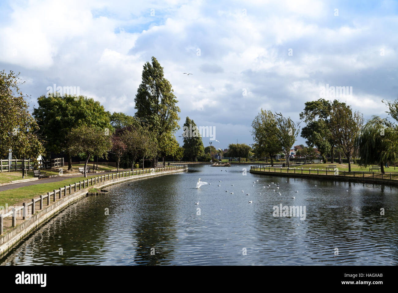 The duck pond at a local park Stock Photo - Alamy
