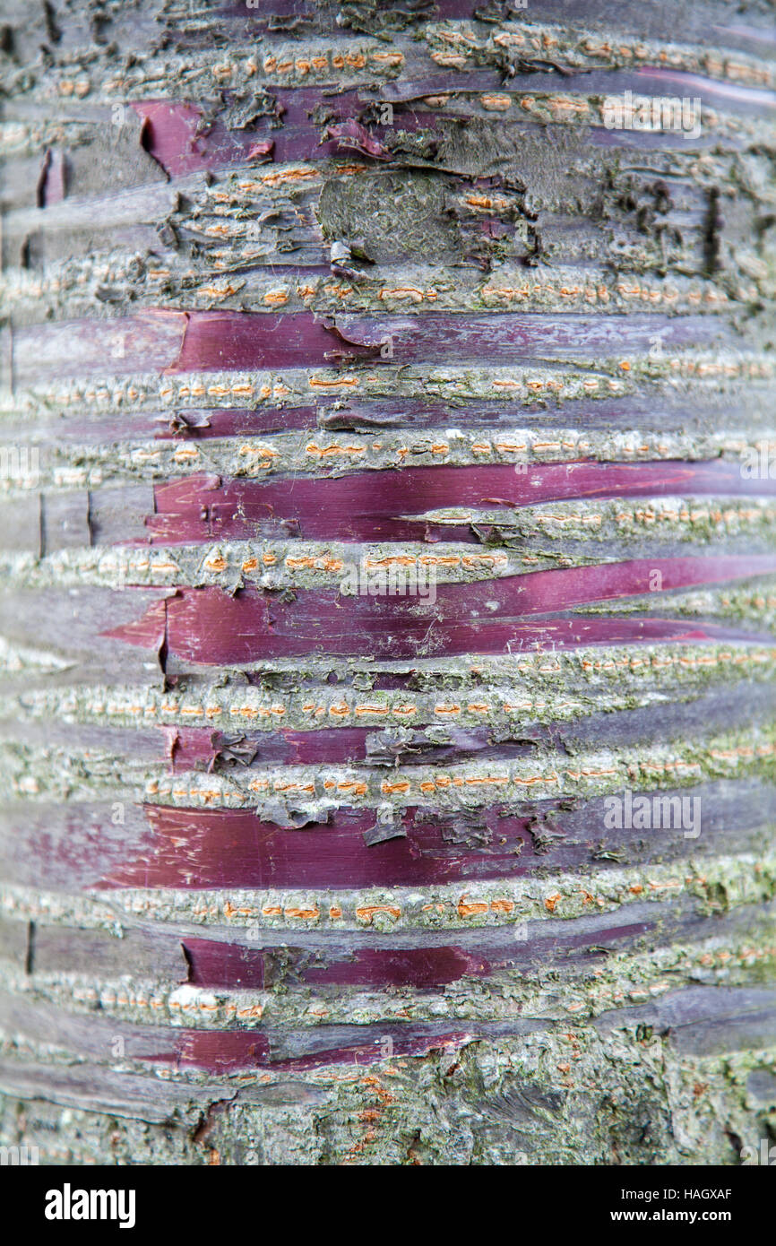 Red Shiny bark peeling from a tree Stock Photo - Alamy