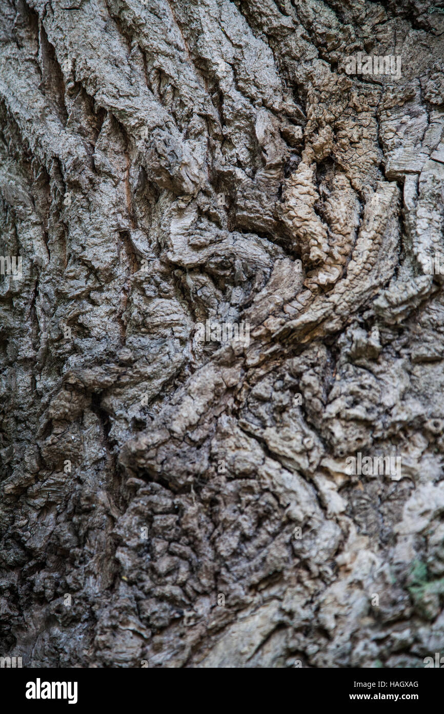 Rough bark on a mature tree Stock Photo - Alamy