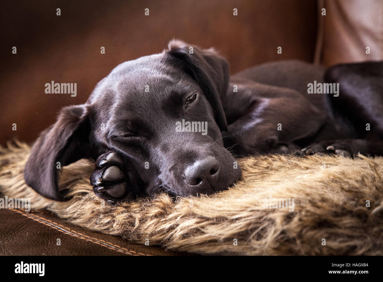 Labrador puppy sleeping on a fluffy cushion Stock Photo - Alamy