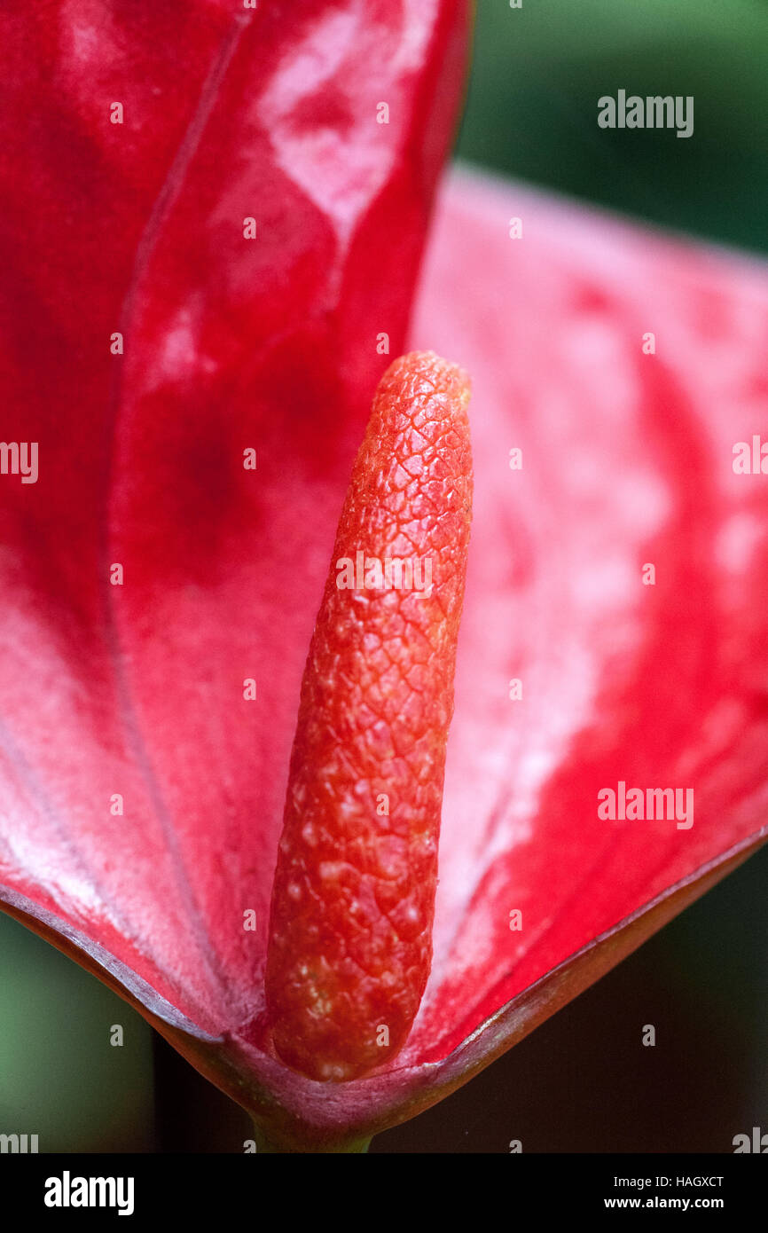 Red arum lily hi-res stock photography and images - Alamy