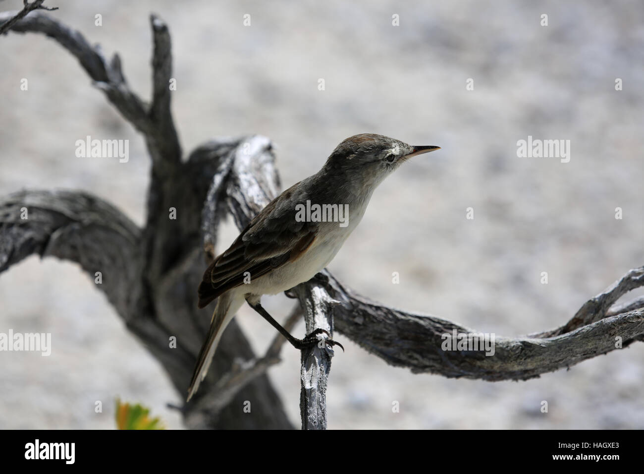 Christmas Island Warbler (Kiritimati reed warbler, Bokikokiko ...