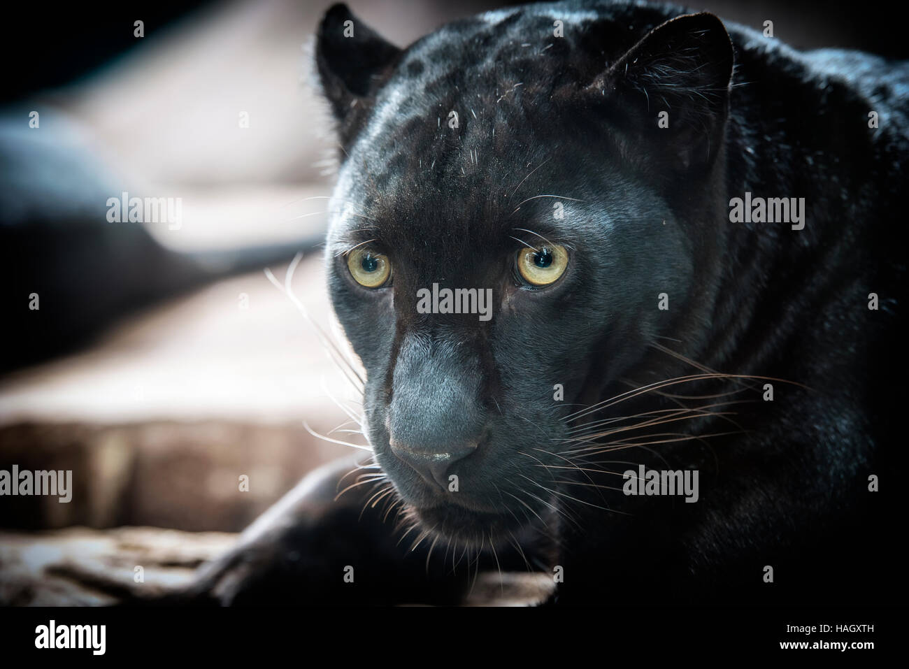 Black panther snarling hi-res stock photography and images - Alamy