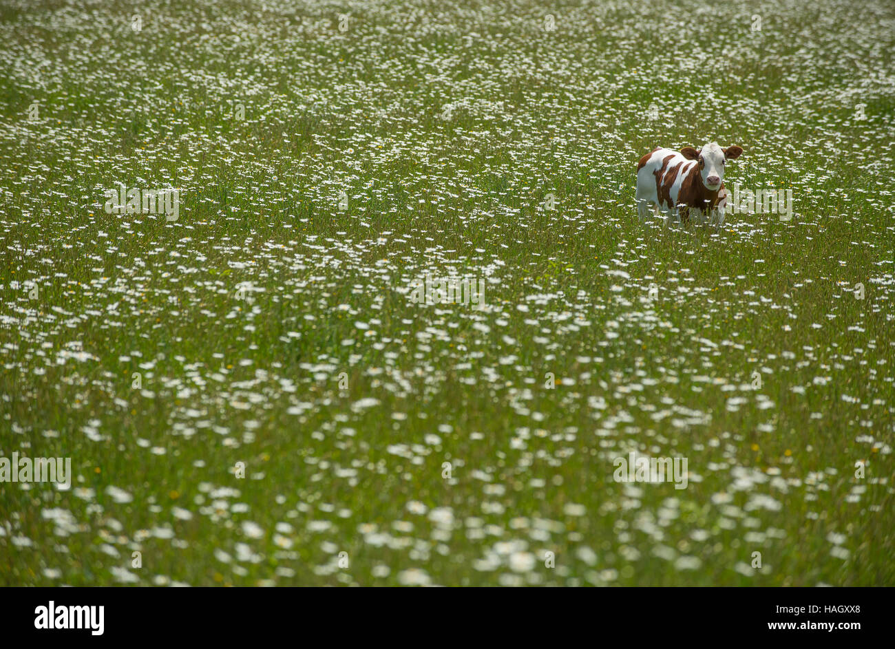 Cows in the yard Stock Photo - Alamy