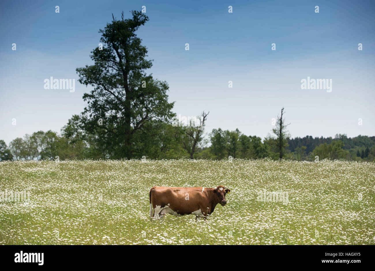 Cows in the yard Stock Photo - Alamy