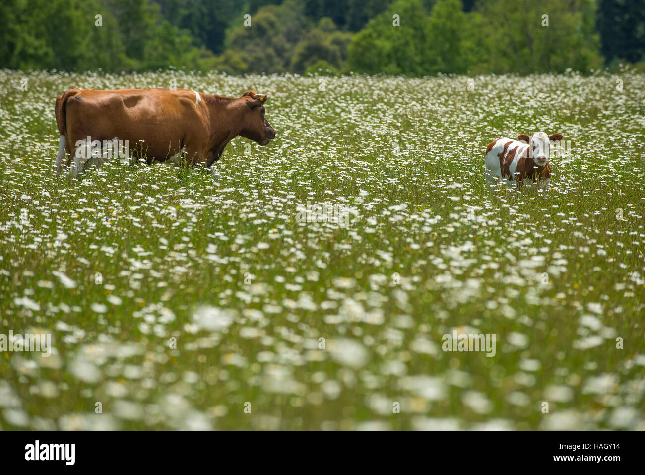 Cows in the yard Stock Photo - Alamy
