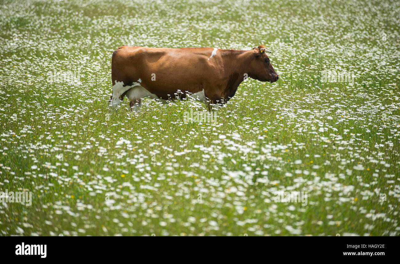 Cows in the yard Stock Photo - Alamy
