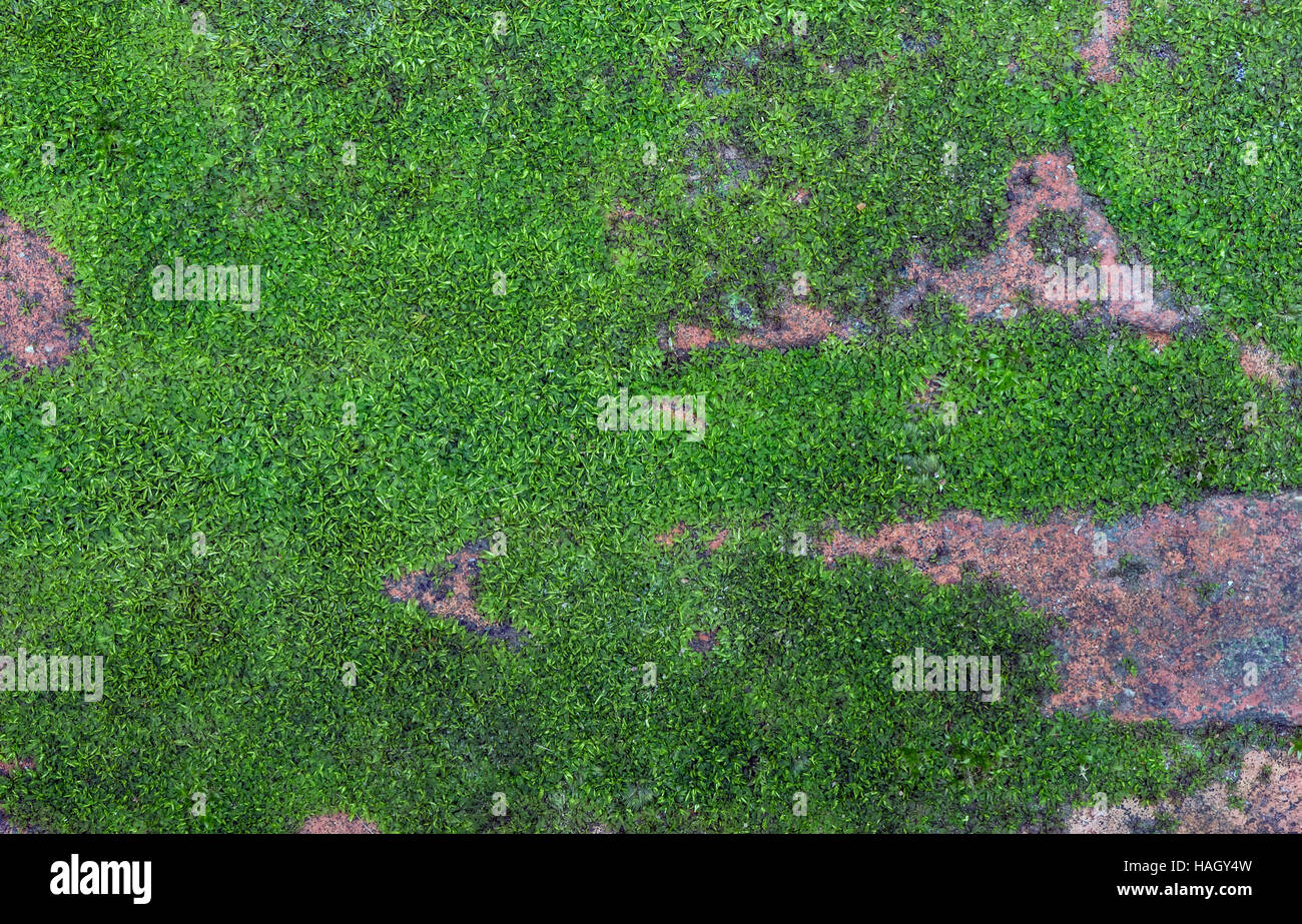 Top view of green moss on wet floor,nature background Stock Photo - Alamy