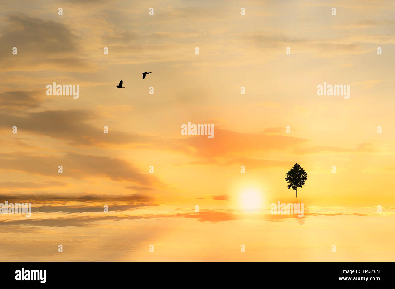 Silhouette of a tree against sunset Stock Photo - Alamy