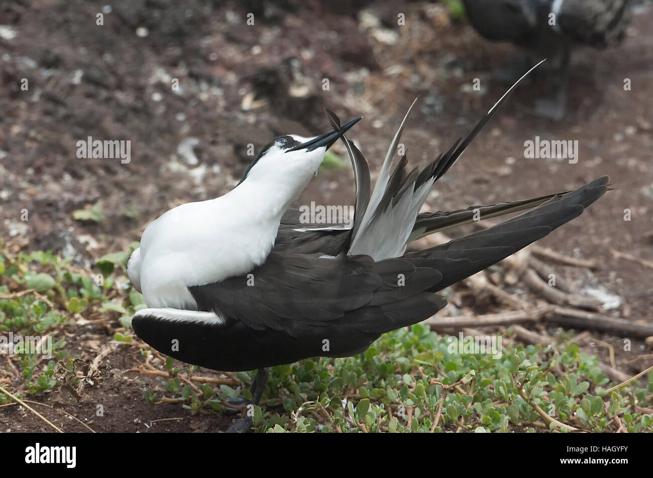 Sooty Terns (Sterna fuscata) preening, Lord Howe Island, New South ...