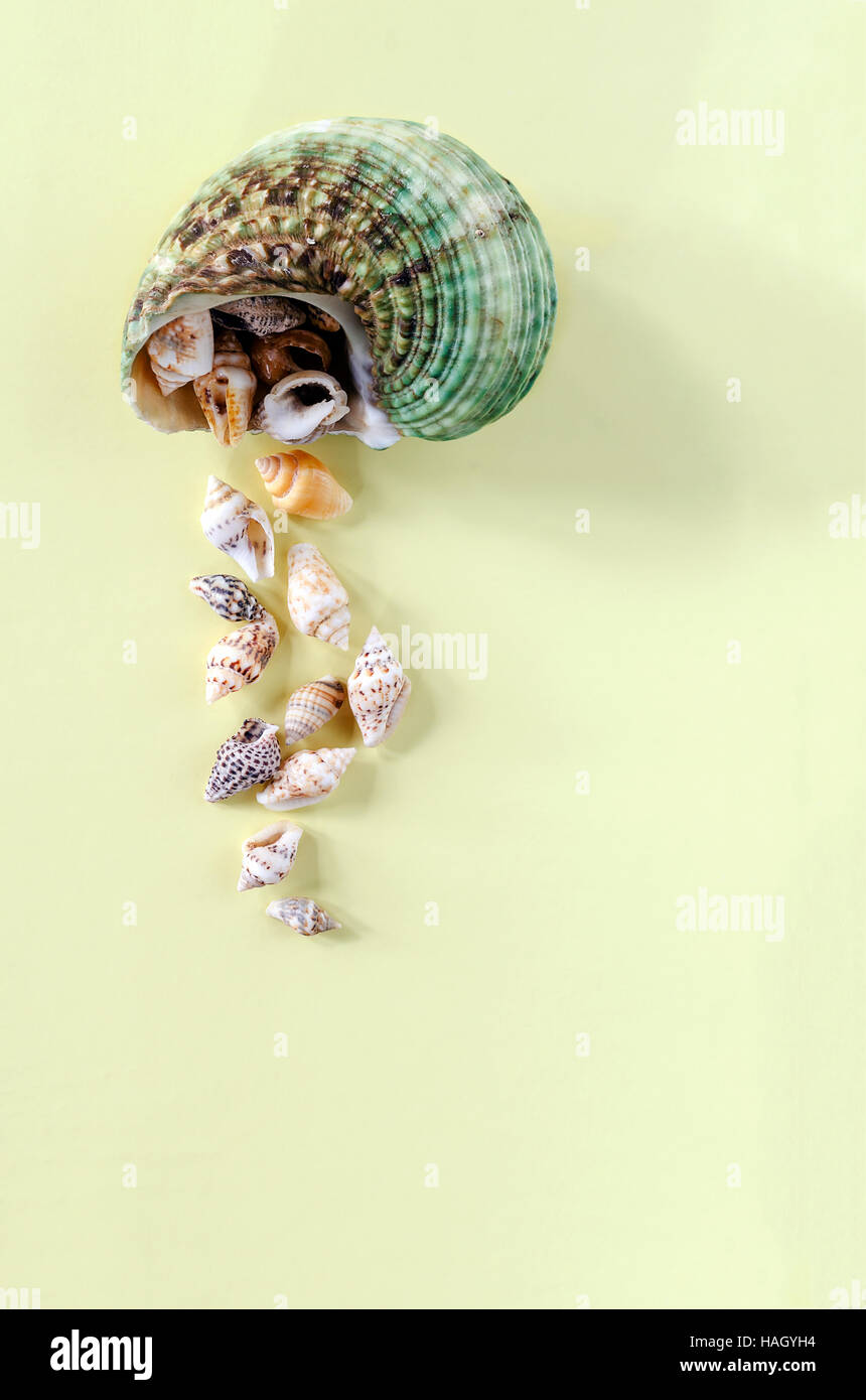 Green shells hi-res stock photography and images - Alamy