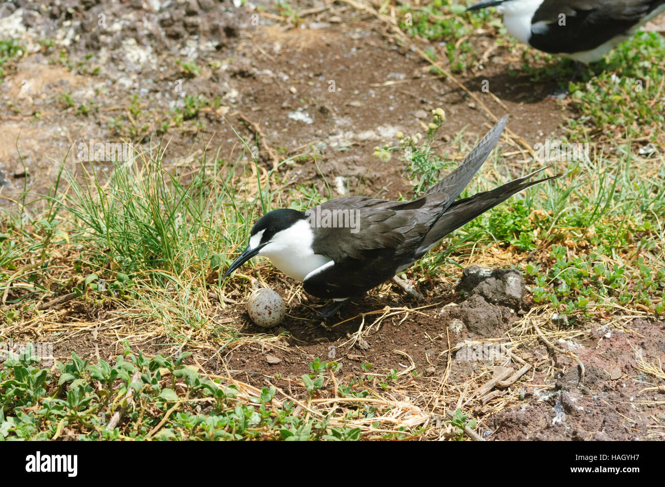 A Sooty Tern (Sterna fuscata) with its egg, Lord Howe Island, New South ...