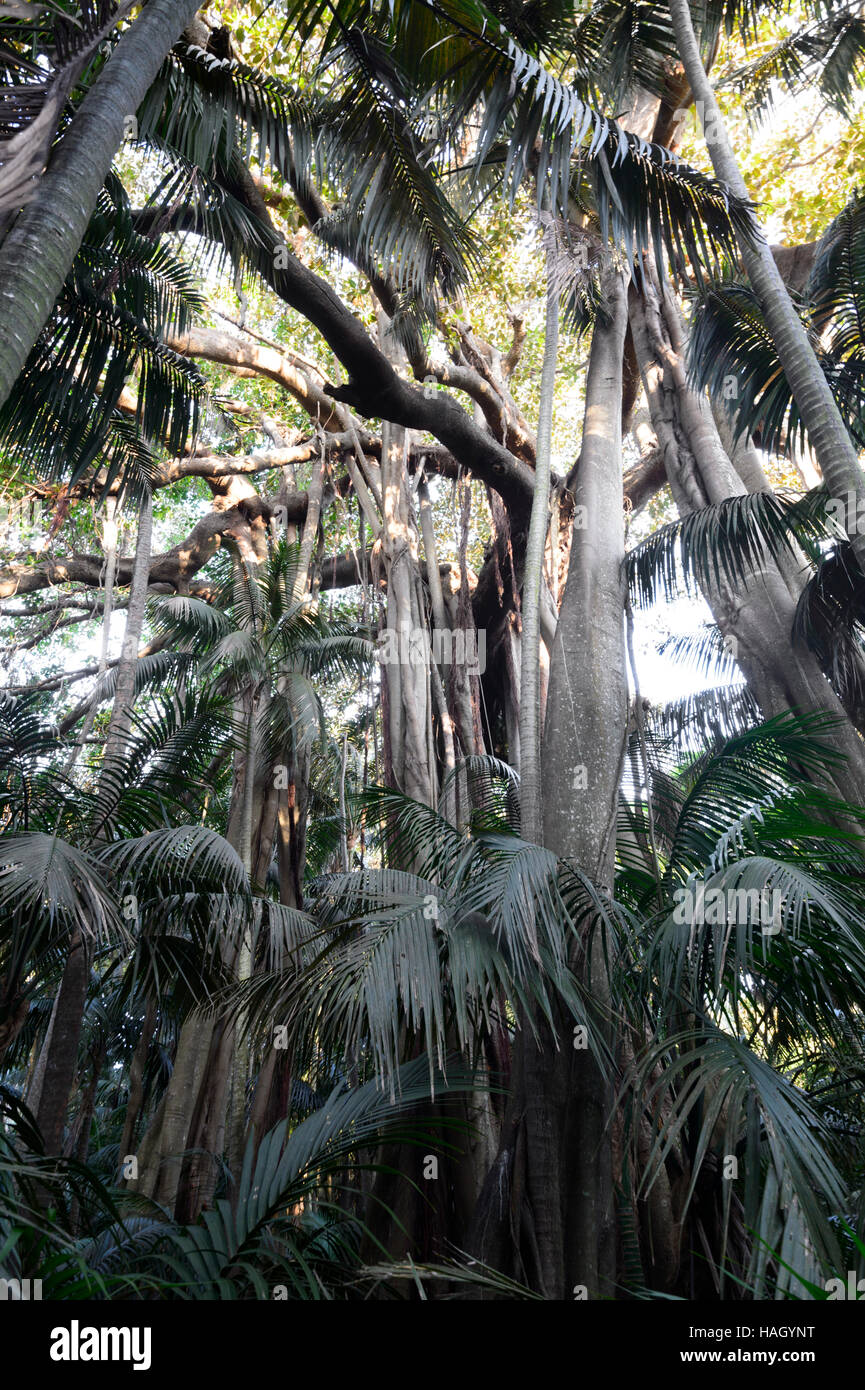 Ficus trees hi-res stock photography and images - Alamy