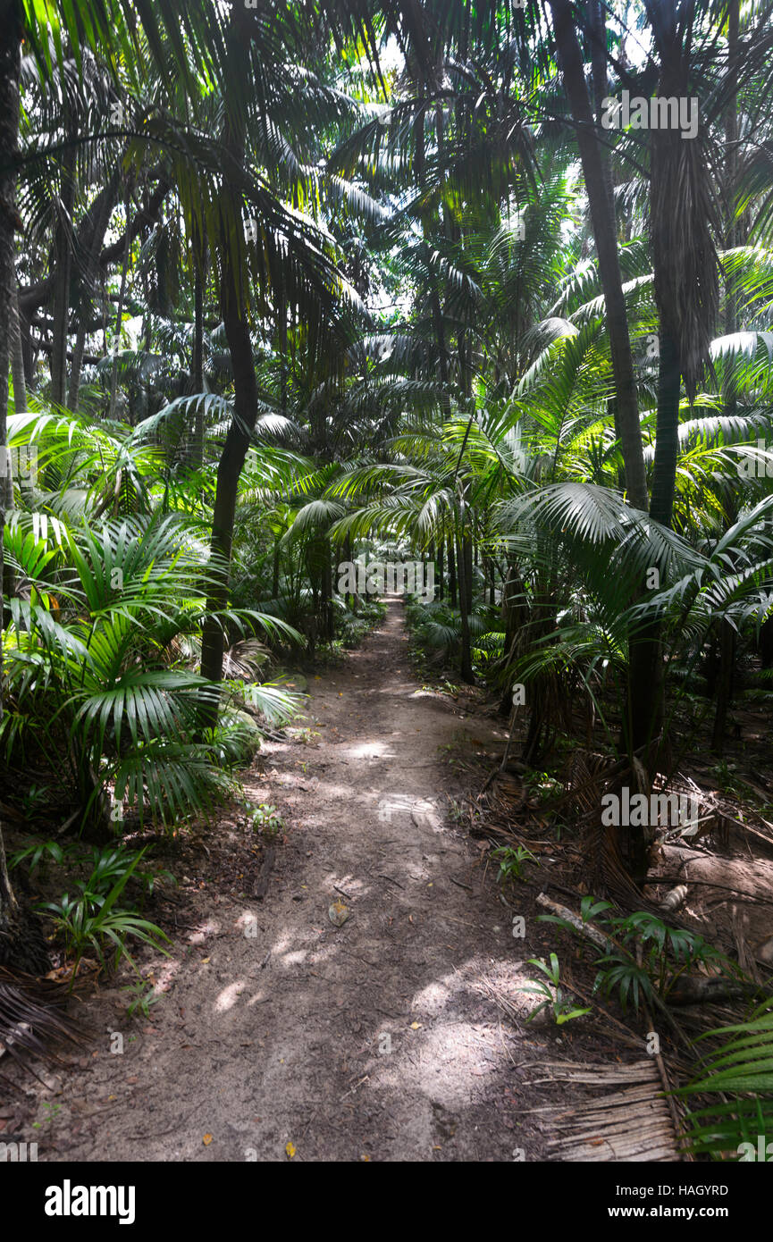 Kentia palm tree hi-res stock photography and images - Alamy