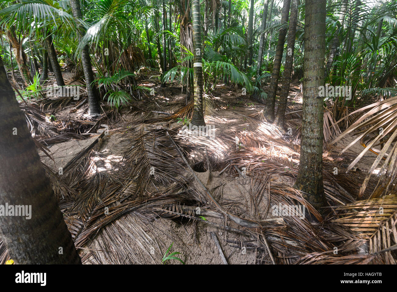 Burrows of Flesh-footed Shearwaters (Puffinus carneipes) or Muttonbirds ...