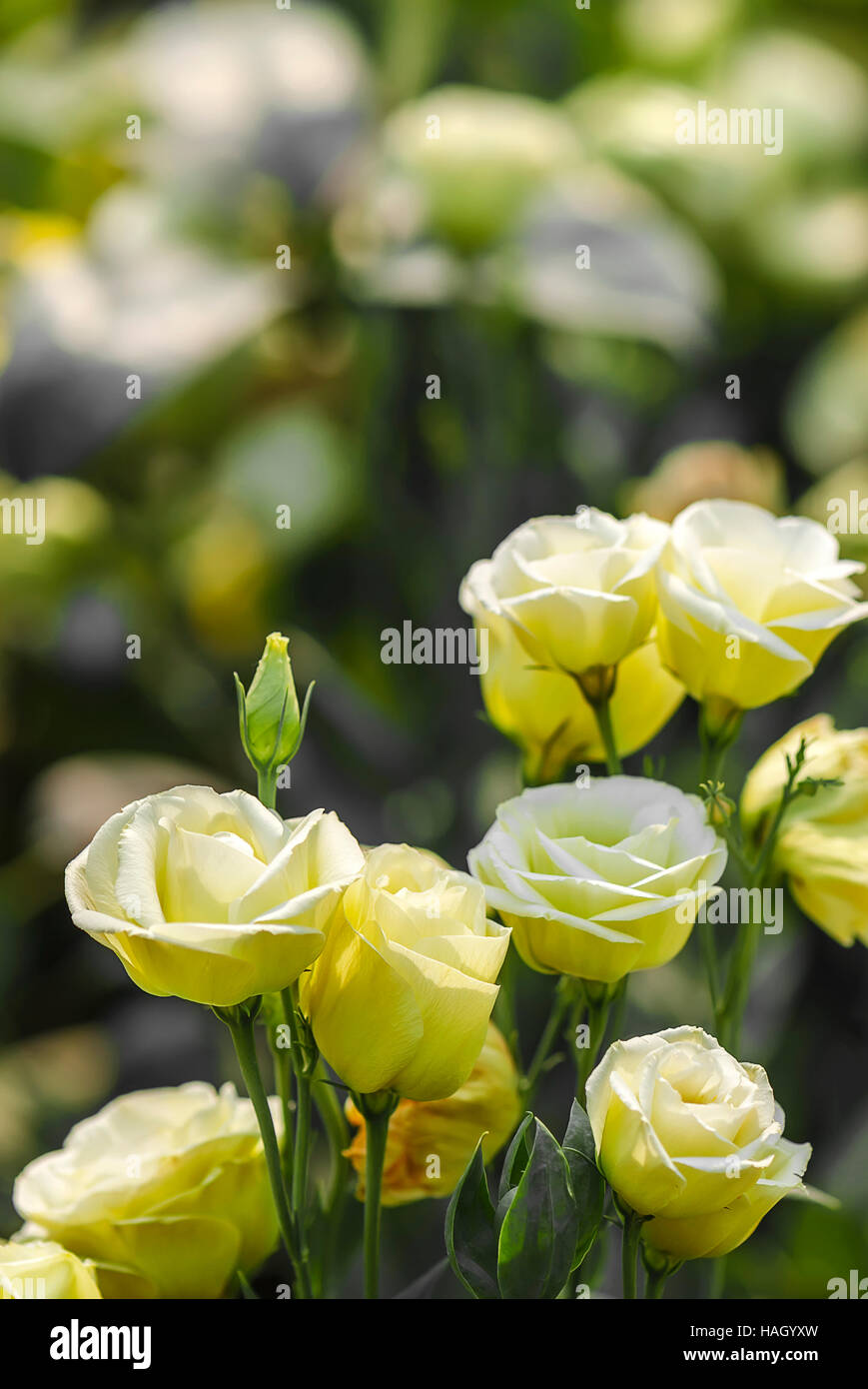 Yellow flower lisianthus or eustoma plants blossom in flower garden ...