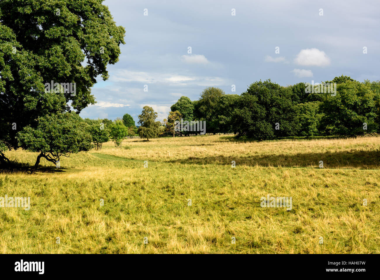 Countryside in Southwest England in summer; grass and trees Stock Photo ...