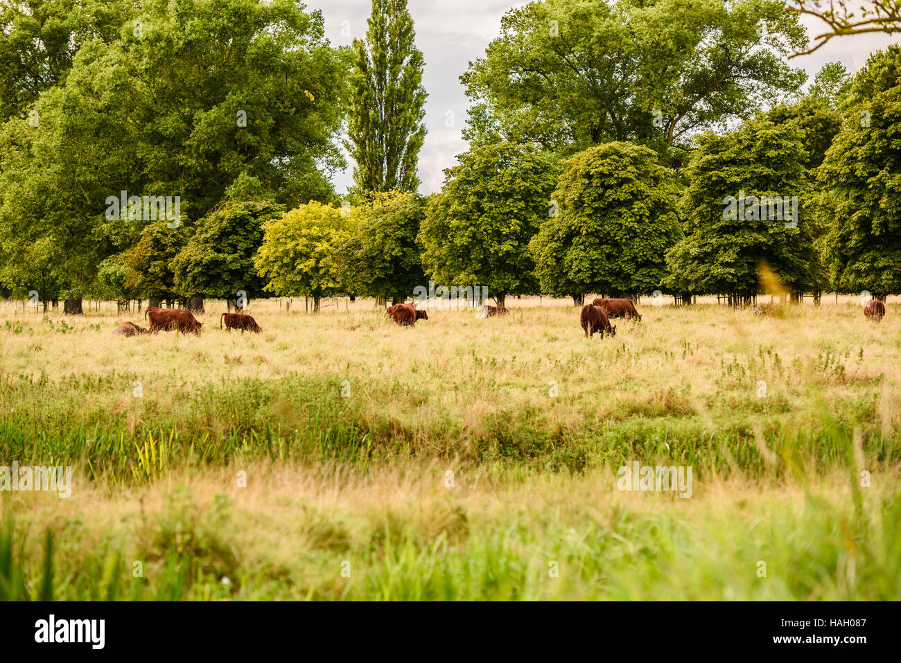 English countryside with brown cows grazing Stock Photo - Alamy