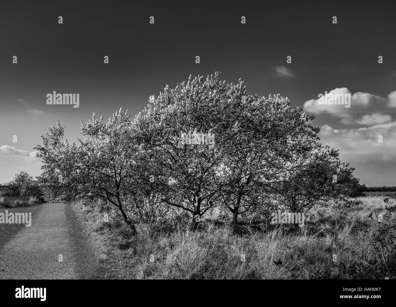 Very small tree Black and White Stock Photos & Images - Alamy