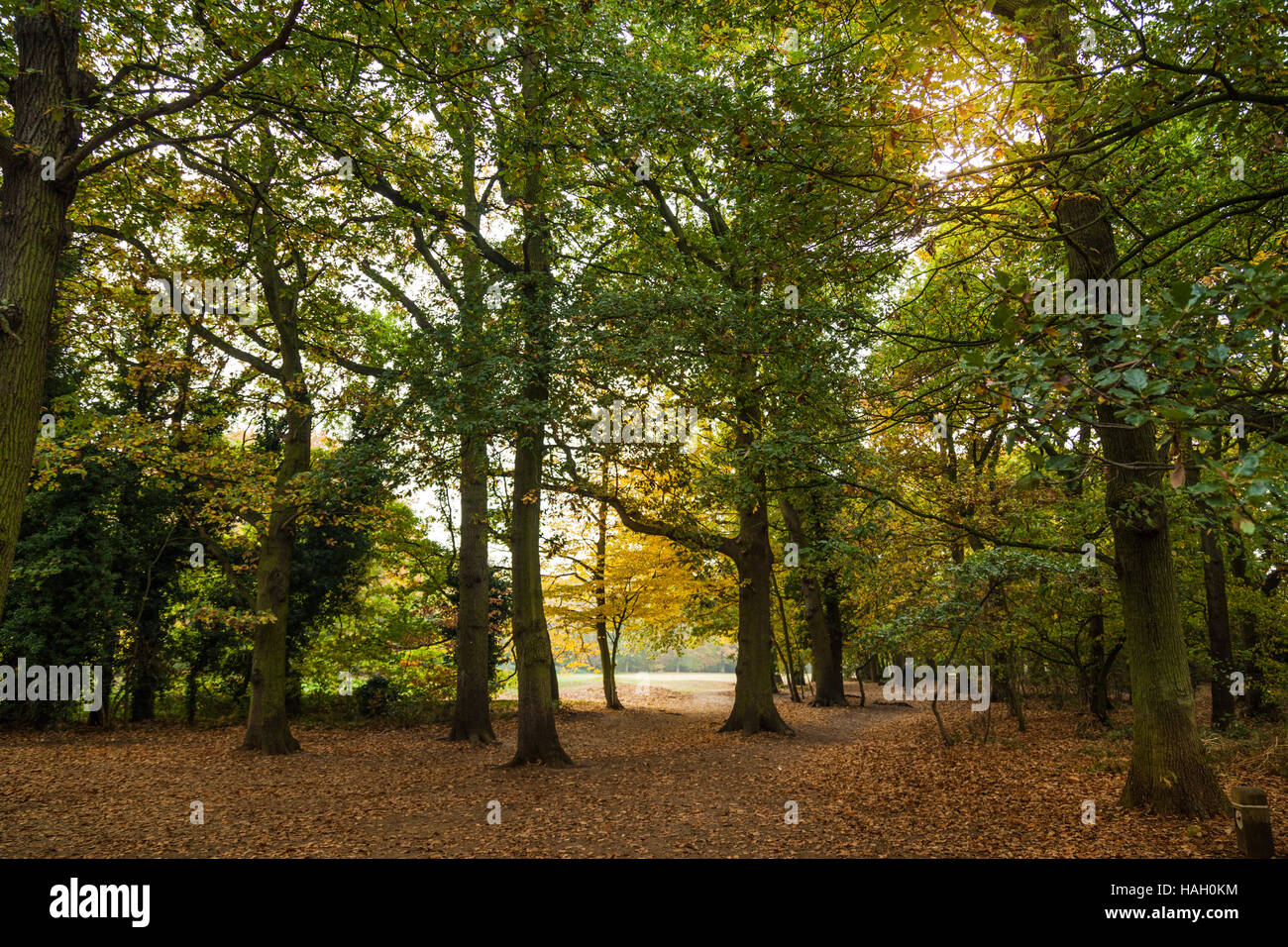 Clearing in the woods hi-res stock photography and images - Alamy