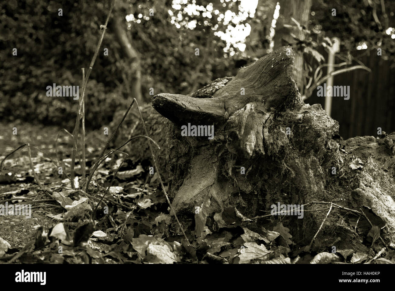 Old root hi-res stock photography and images - Alamy