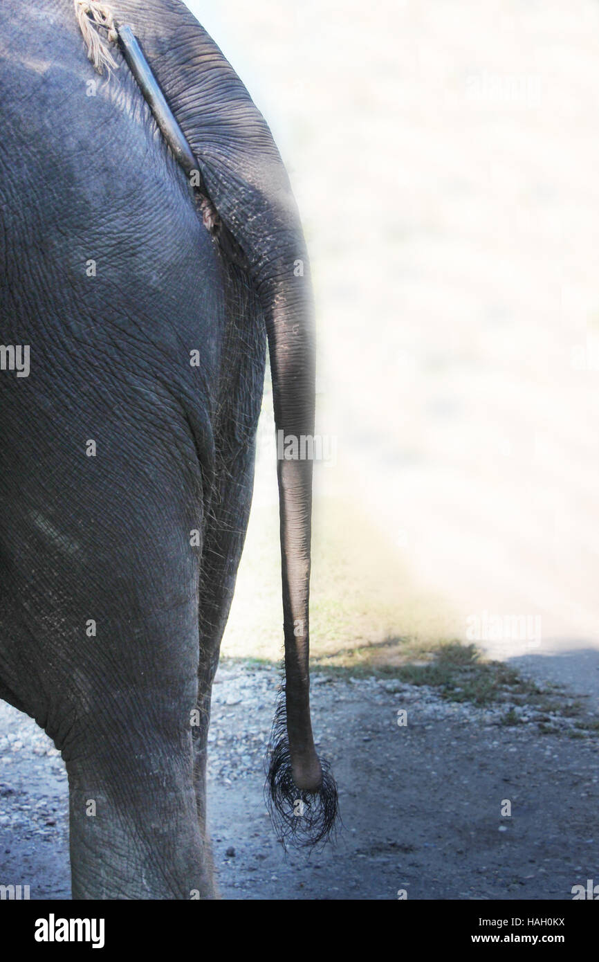 Elephant Tail Hair High Resolution Stock Photography and Images - Alamy