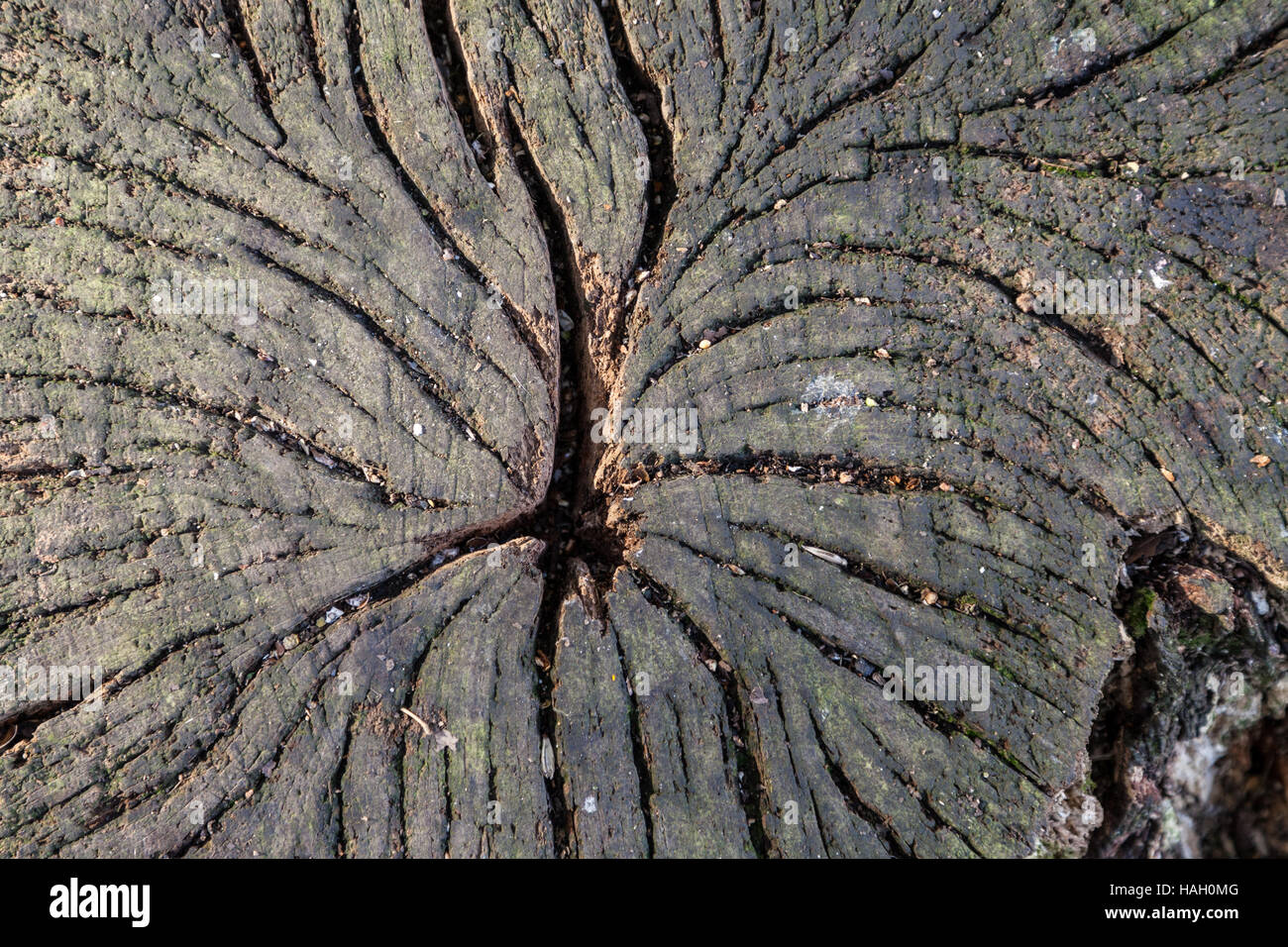 The wood of the cut tree trunk has split and dried over many years ...