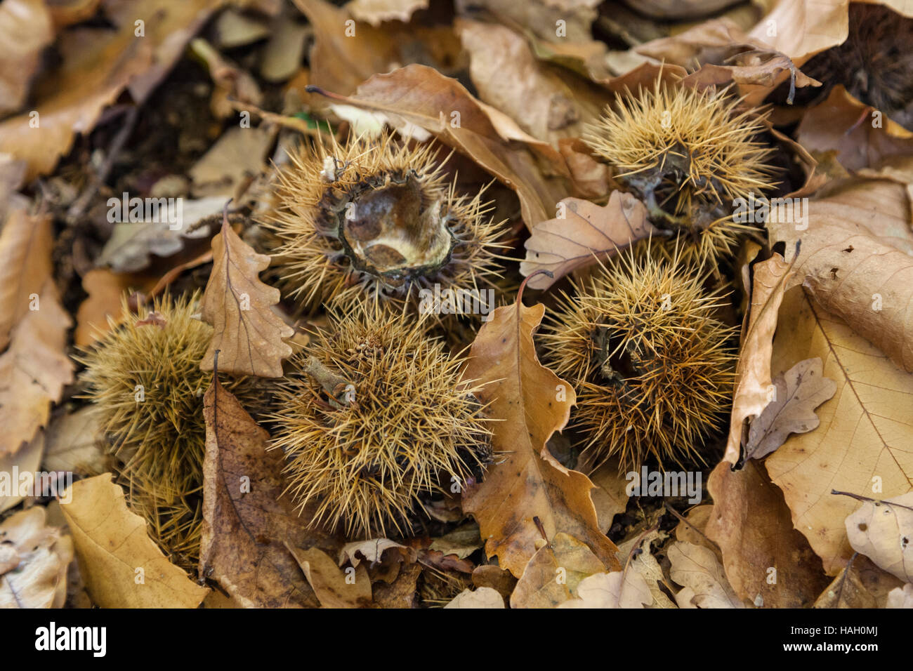 Fallen chestnut and various leaves on the ground in autumn Stock Photo ...