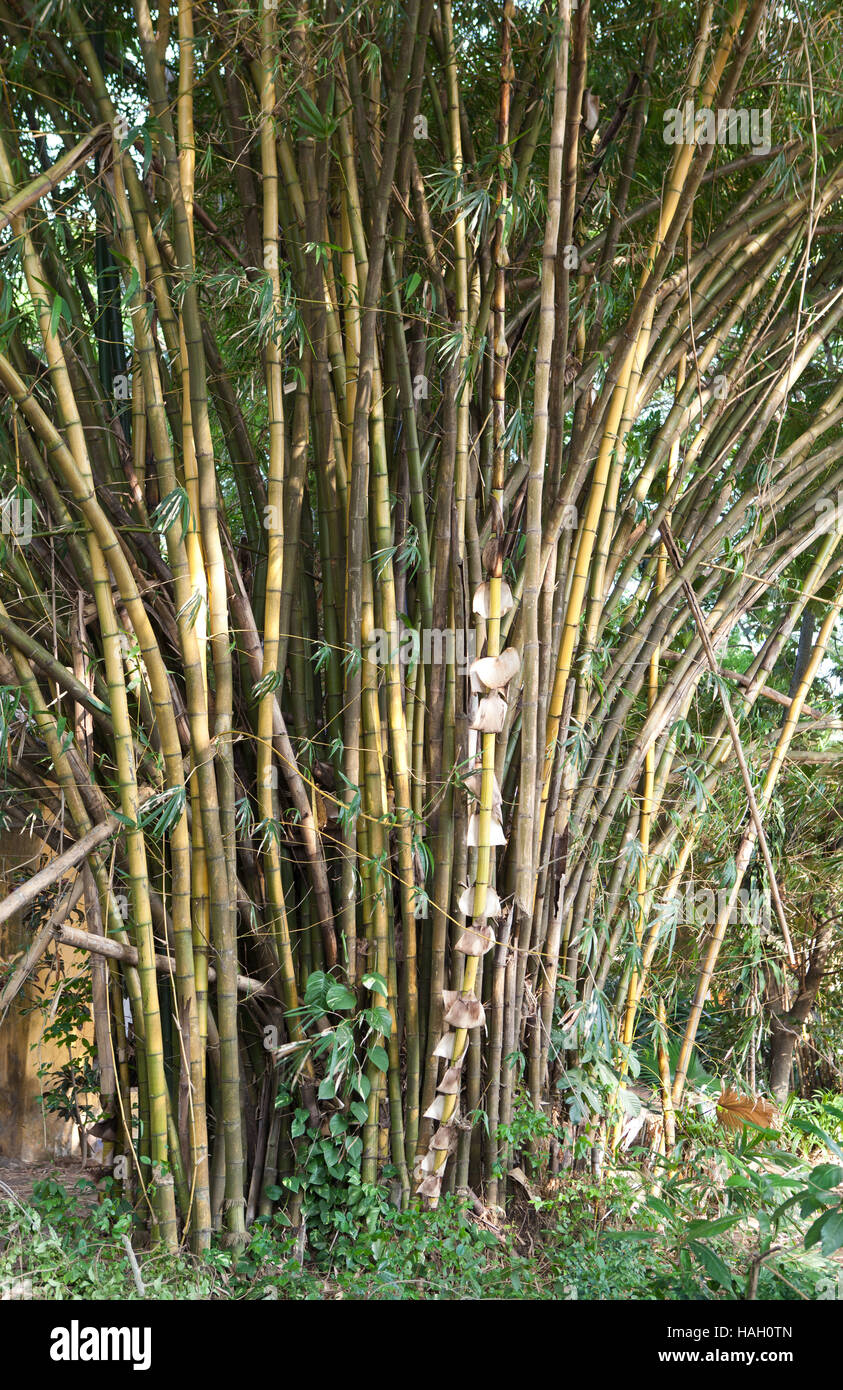 wild bamboo tree Stock Photo - Alamy
