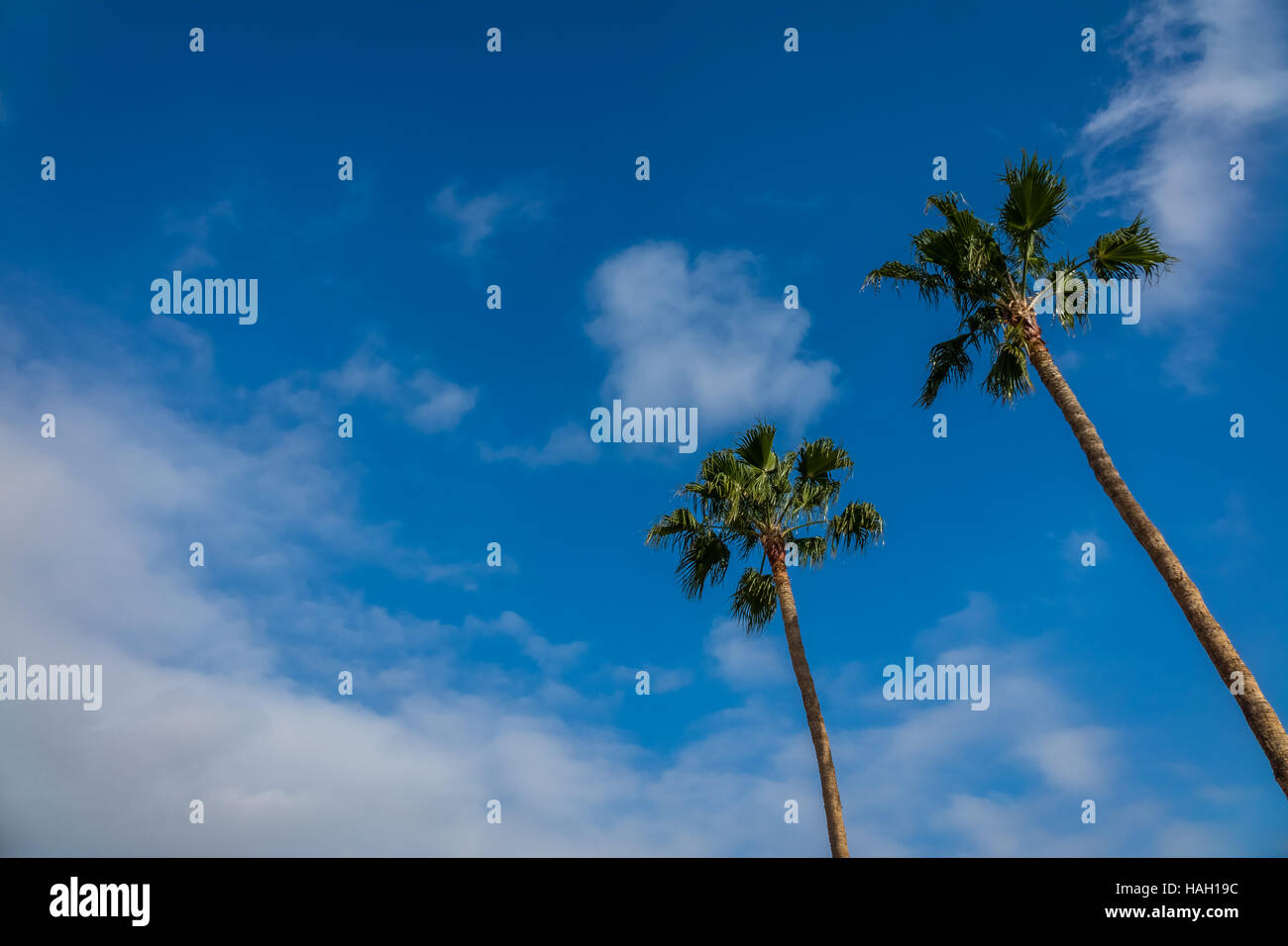 Two palmtrees hi-res stock photography and images - Alamy