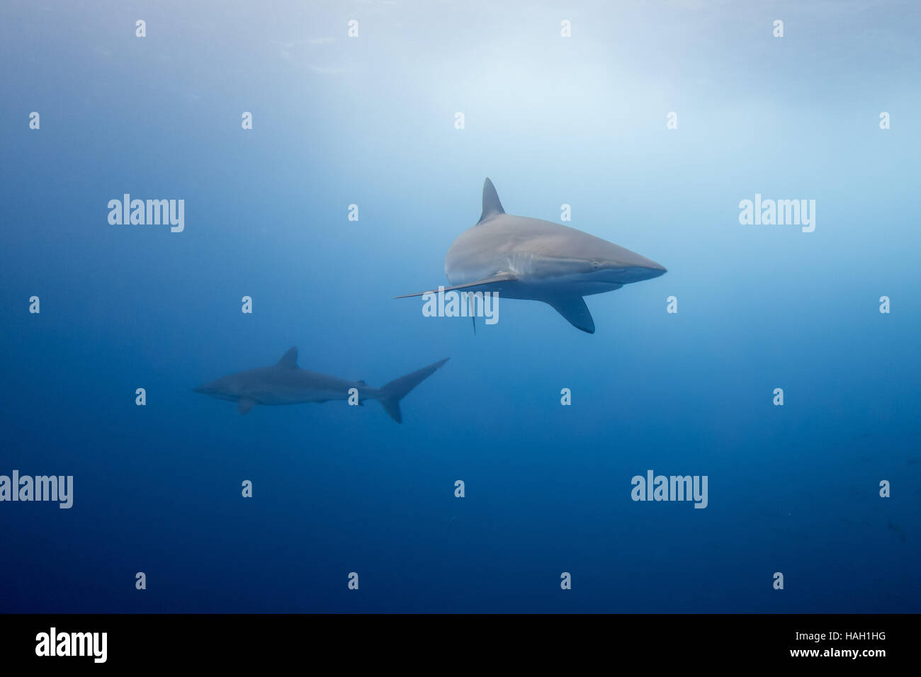 Silky Shark Malpelo Stock Photo - Alamy