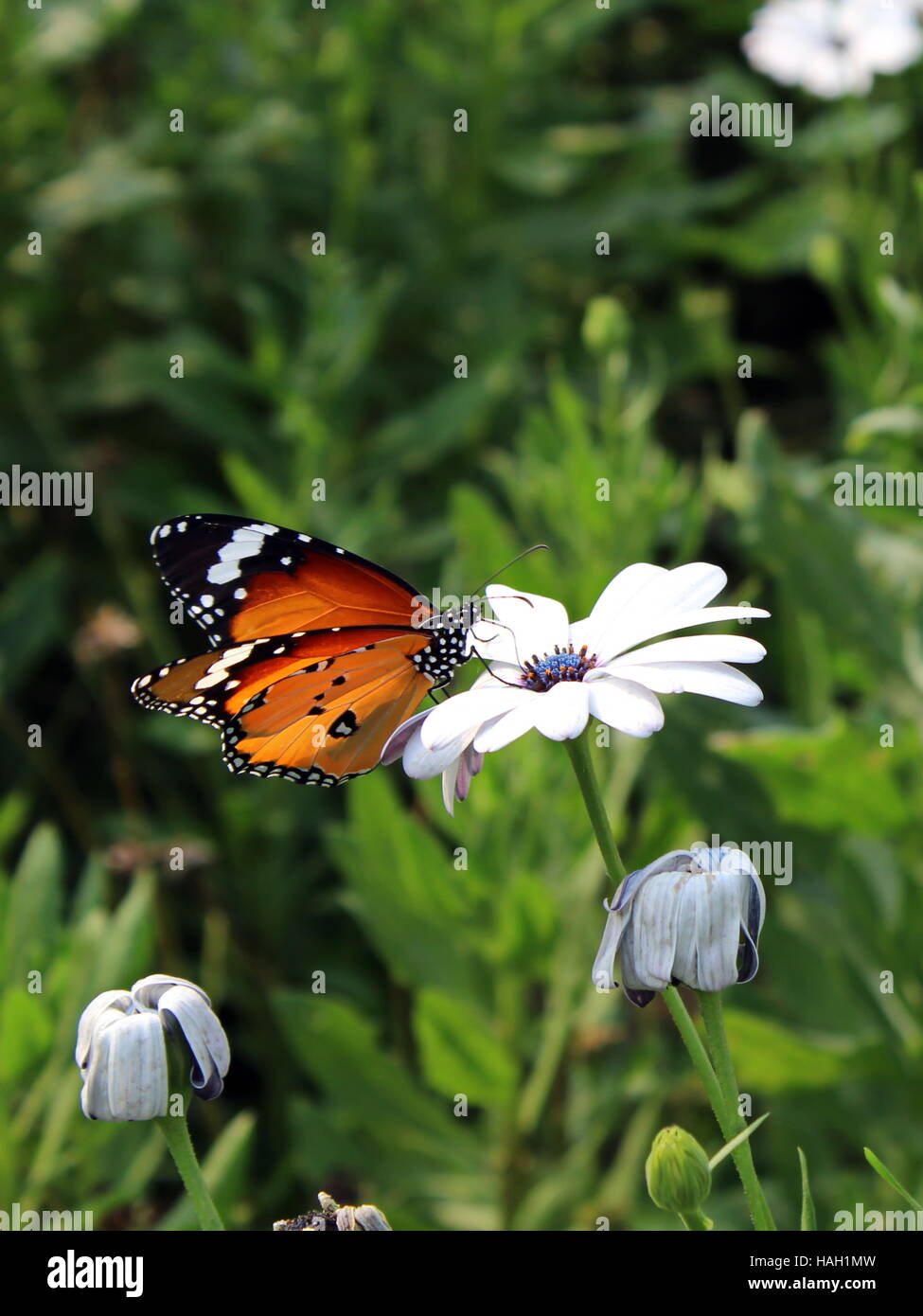 Butterfly on Flower Stock Photo - Alamy