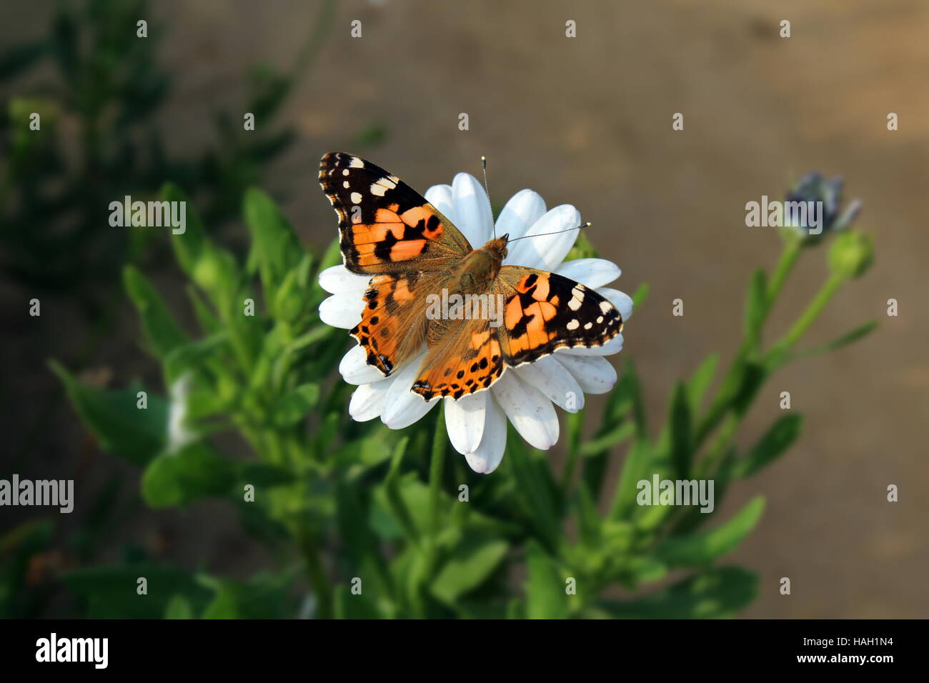 Butterfly on Flower Stock Photo - Alamy