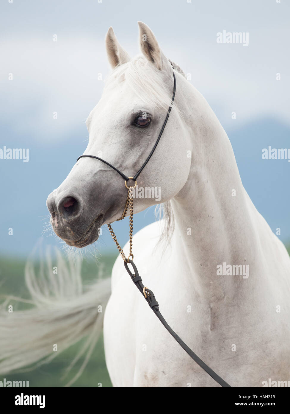 Thoroughbred Stallion Stock Photos & Thoroughbred Stallion Stock Images ...