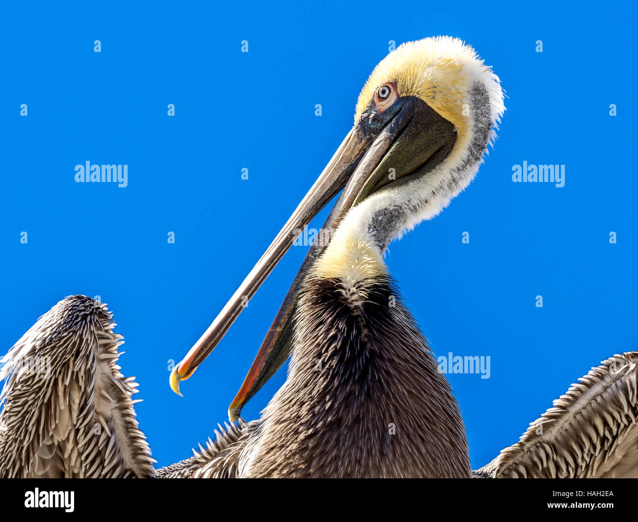 Over sized hidden bill hi-res stock photography and images - Alamy
