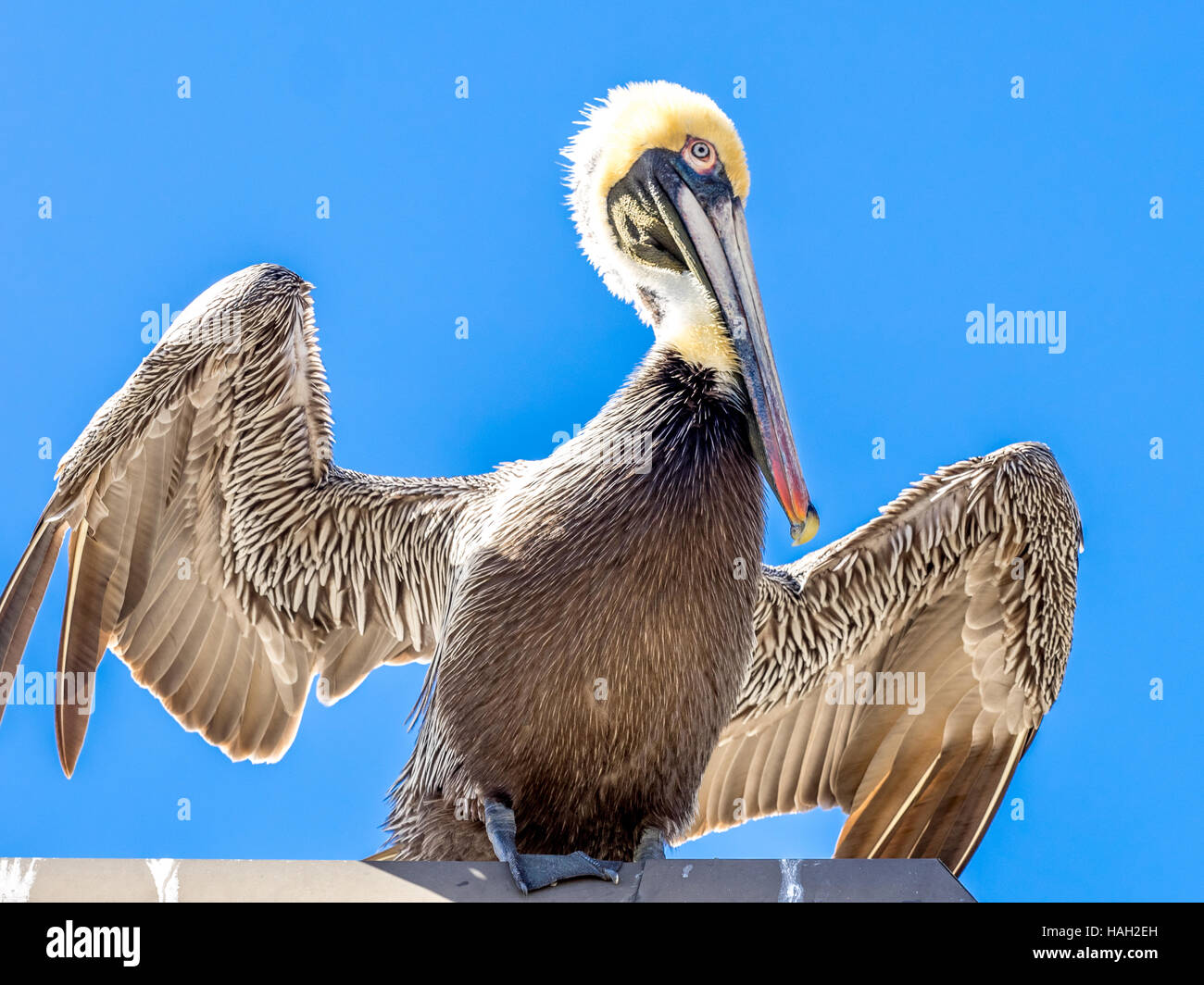 Dark body pelican hi-res stock photography and images - Alamy