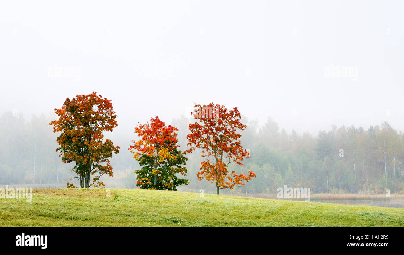 Maple trees and fog hi-res stock photography and images - Alamy