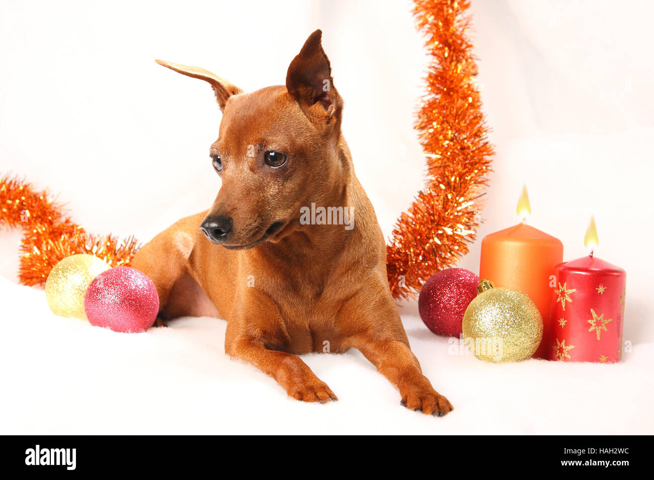 Brown Miniature Pinscher lying down in front of white background Stock ...
