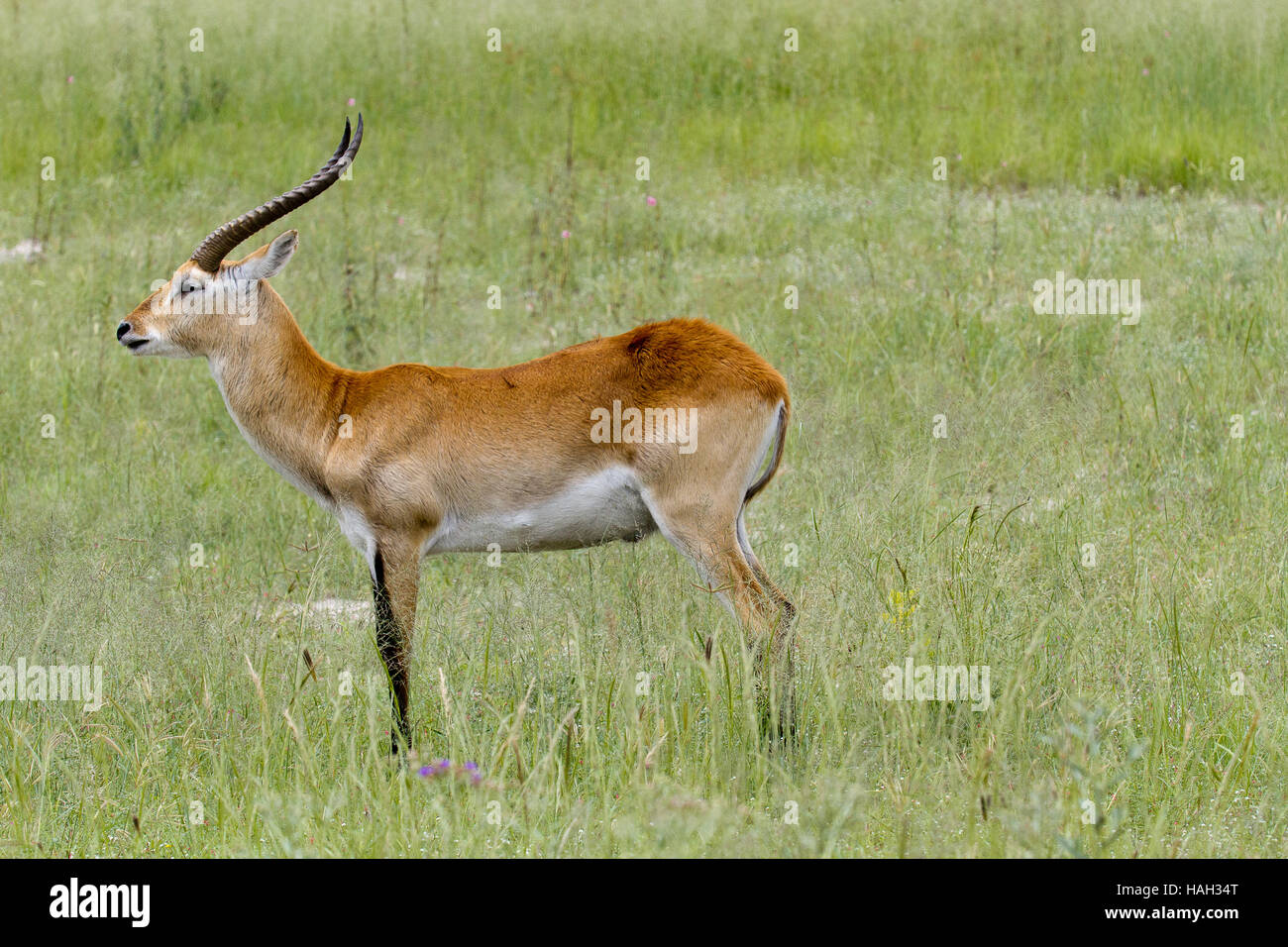 African springbok hi-res stock photography and images - Alamy