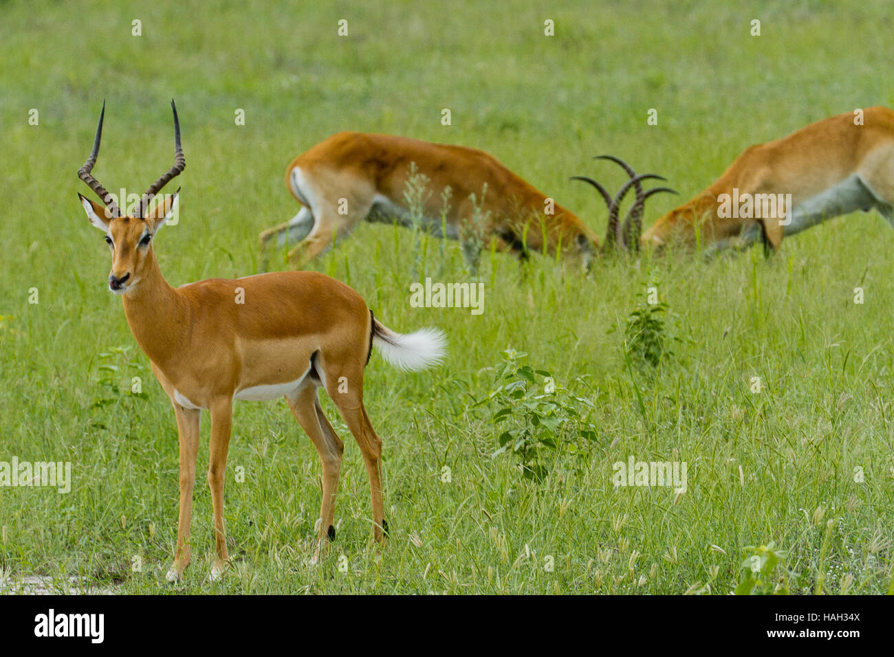 African springbok hi-res stock photography and images - Alamy