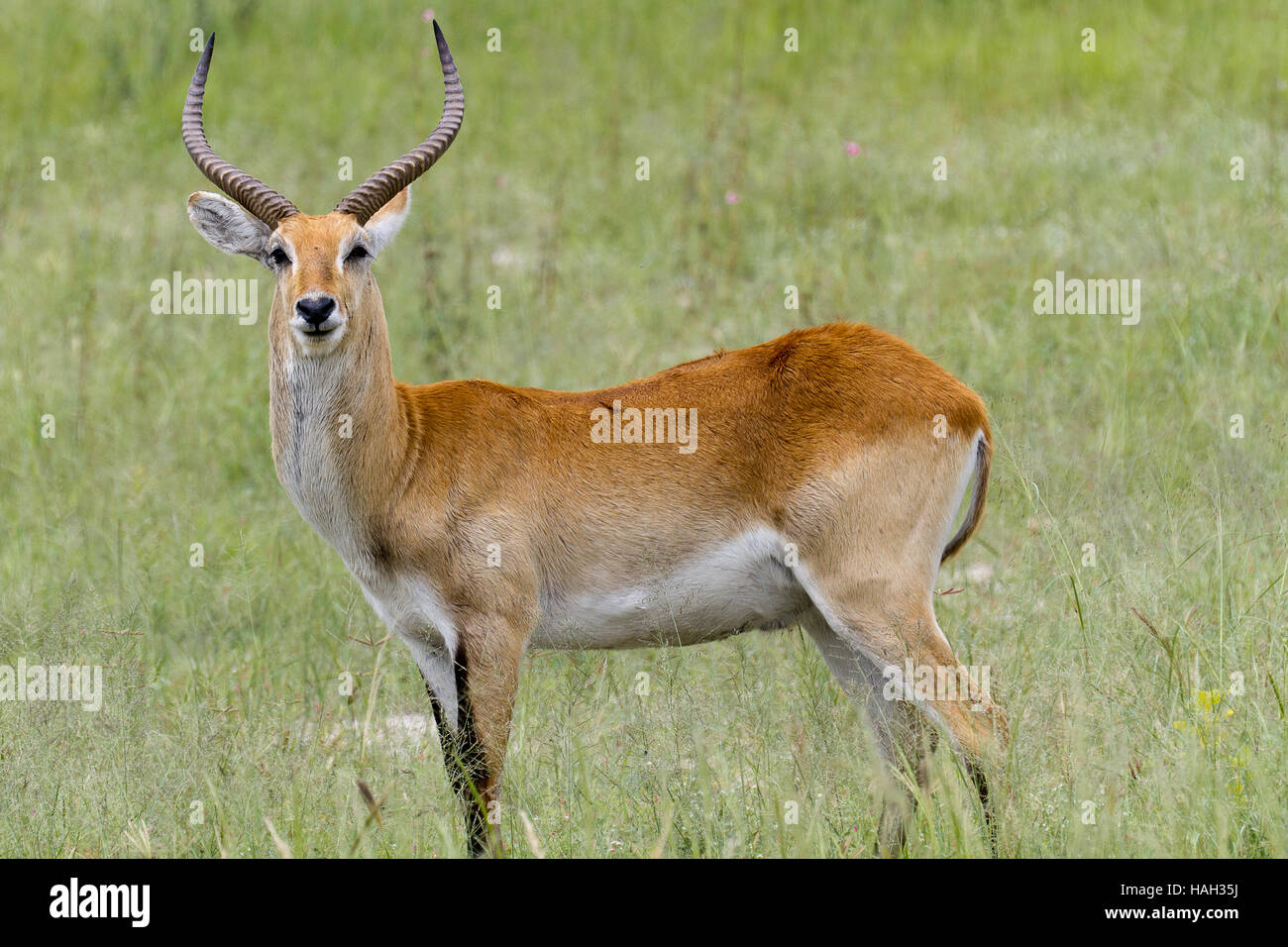 African springbok hi-res stock photography and images - Alamy