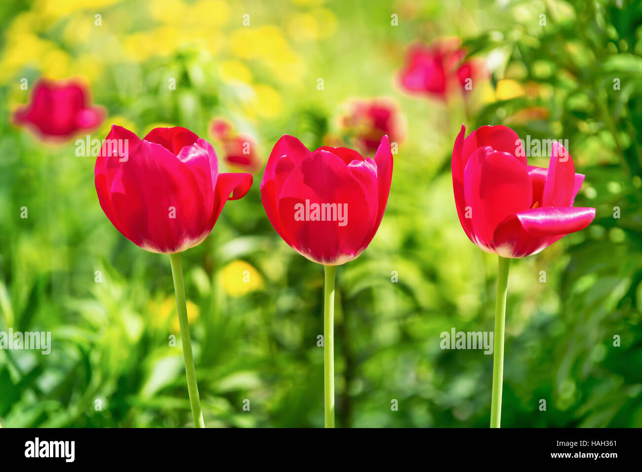 Colorful landscape with three tulips Stock Photo - Alamy