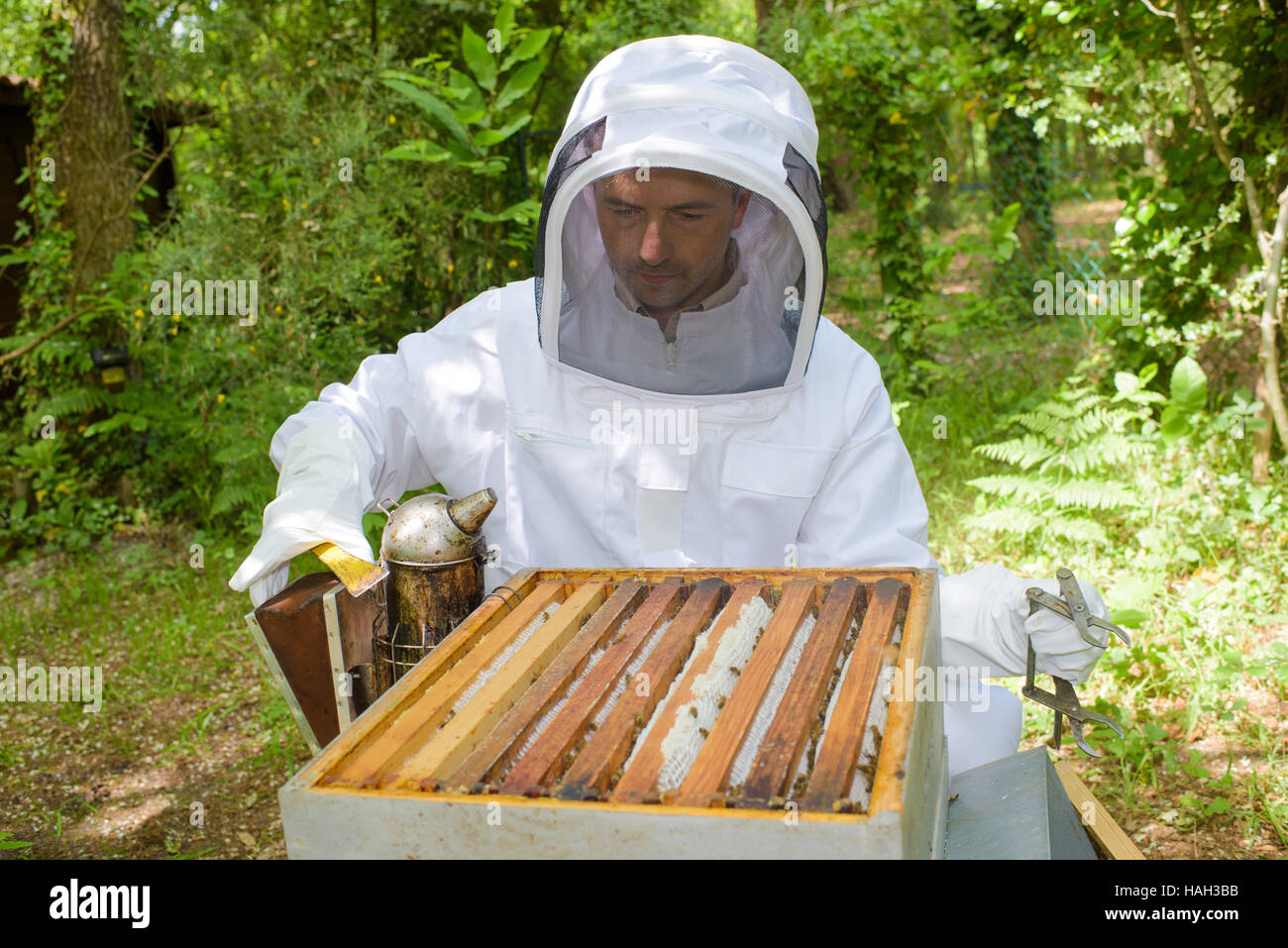 Bee smoking hi-res stock photography and images - Alamy