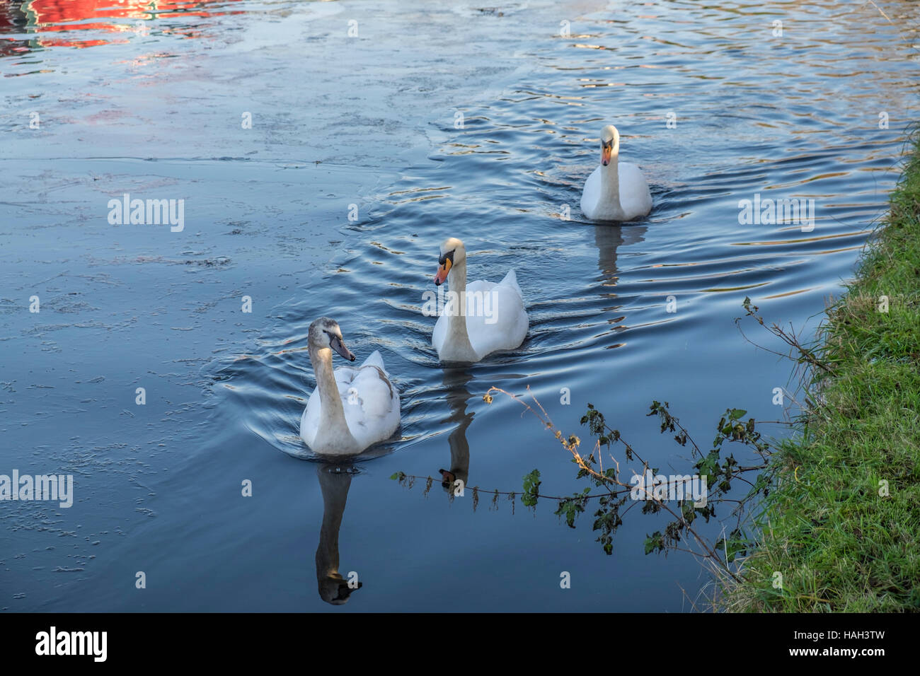 Three cygnets swimming in a line down the Leeds Liverpool canal Stock ...