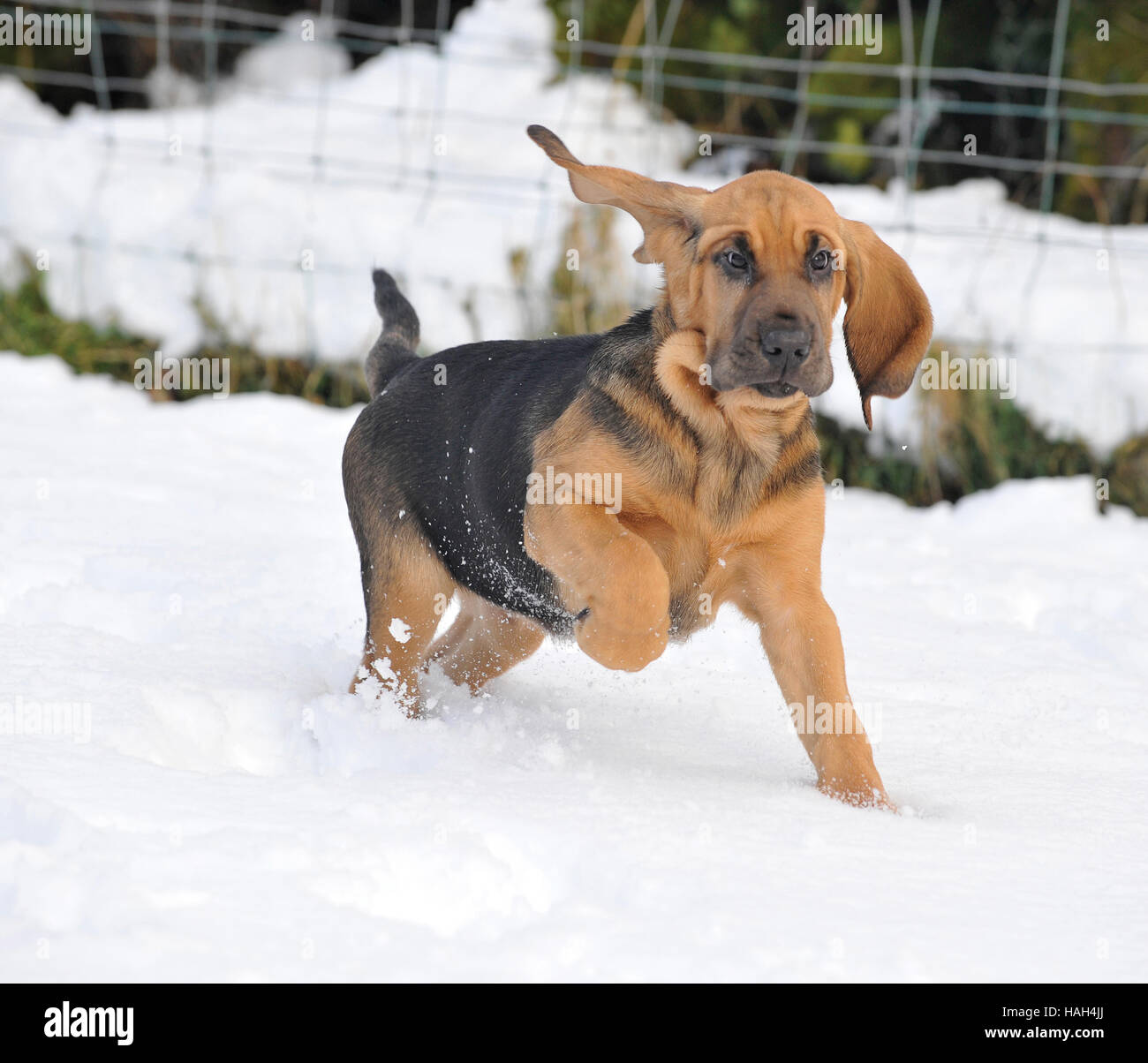 bloodhound puppy in snow Stock Photo - Alamy