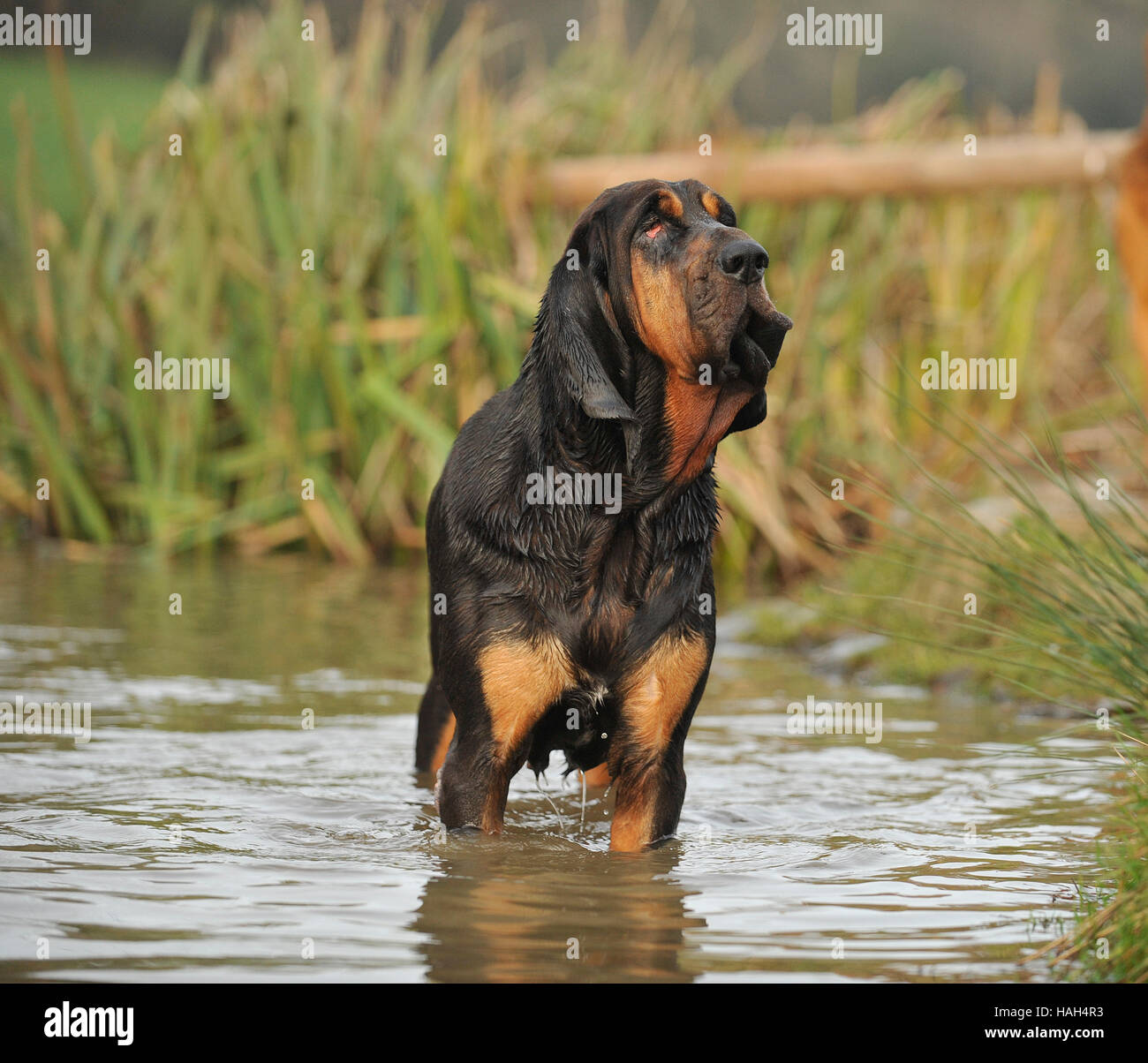bloodhound in lake, fall 2009 UK Stock Photo - Alamy