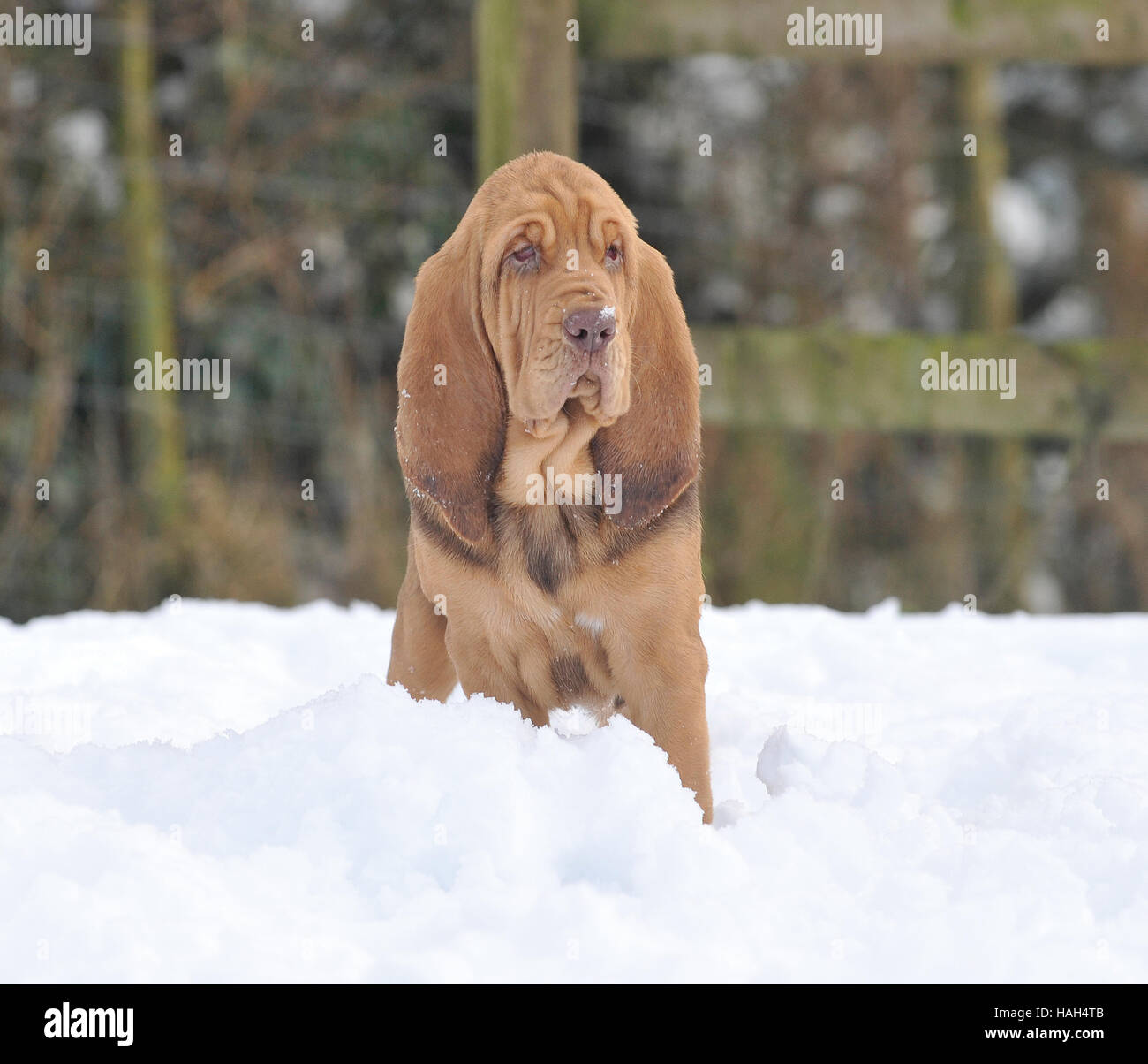 bloodhound puppy in snow Stock Photo - Alamy