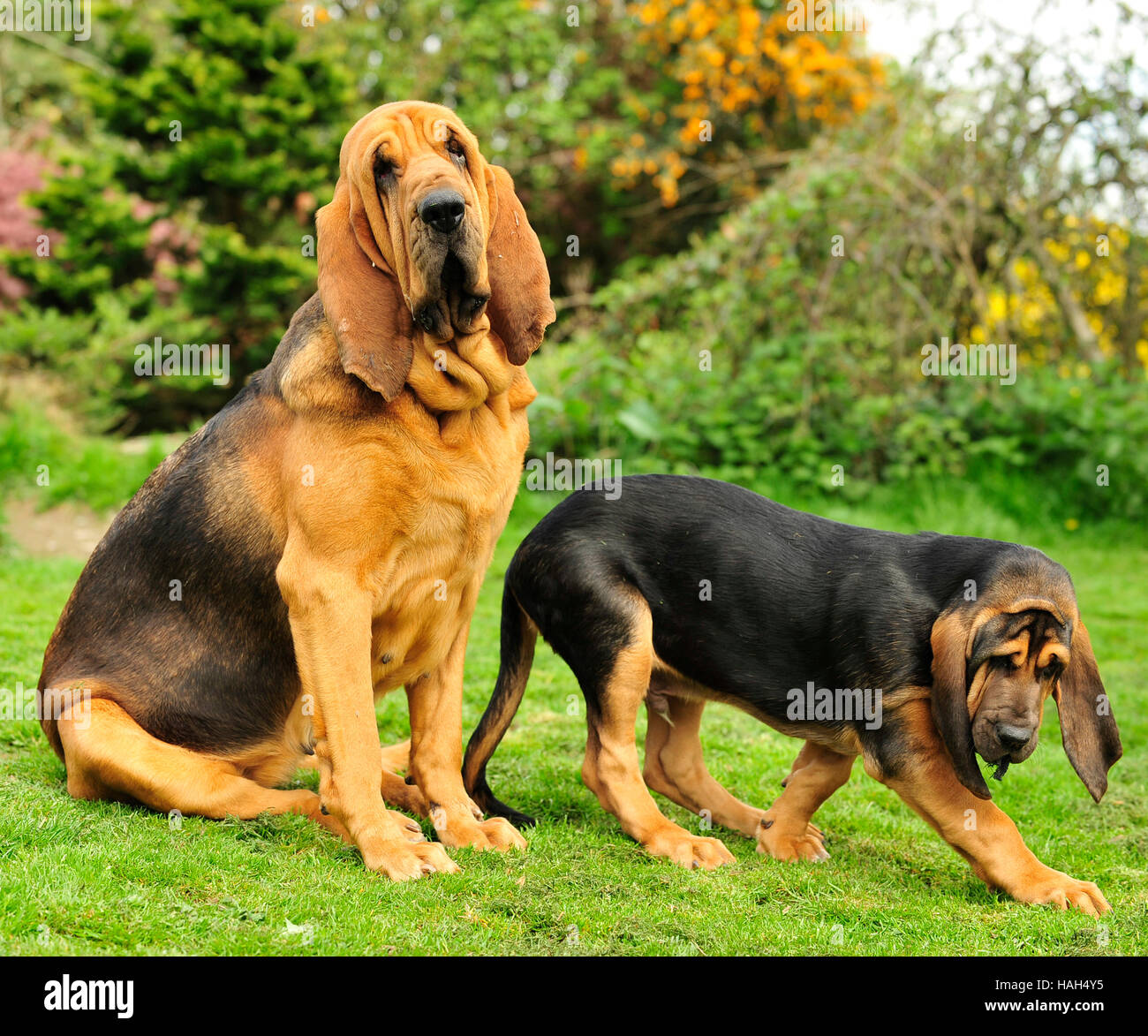 bloodhound and puppy Stock Photo - Alamy