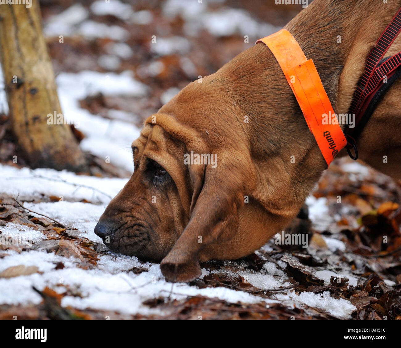 Bloodhound Sniffing High Resolution Stock Photography and Images - Alamy