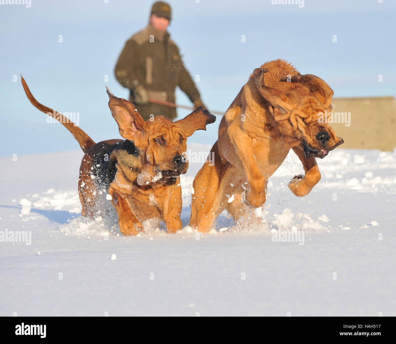 bloodhounds in snow Stock Photo - Alamy